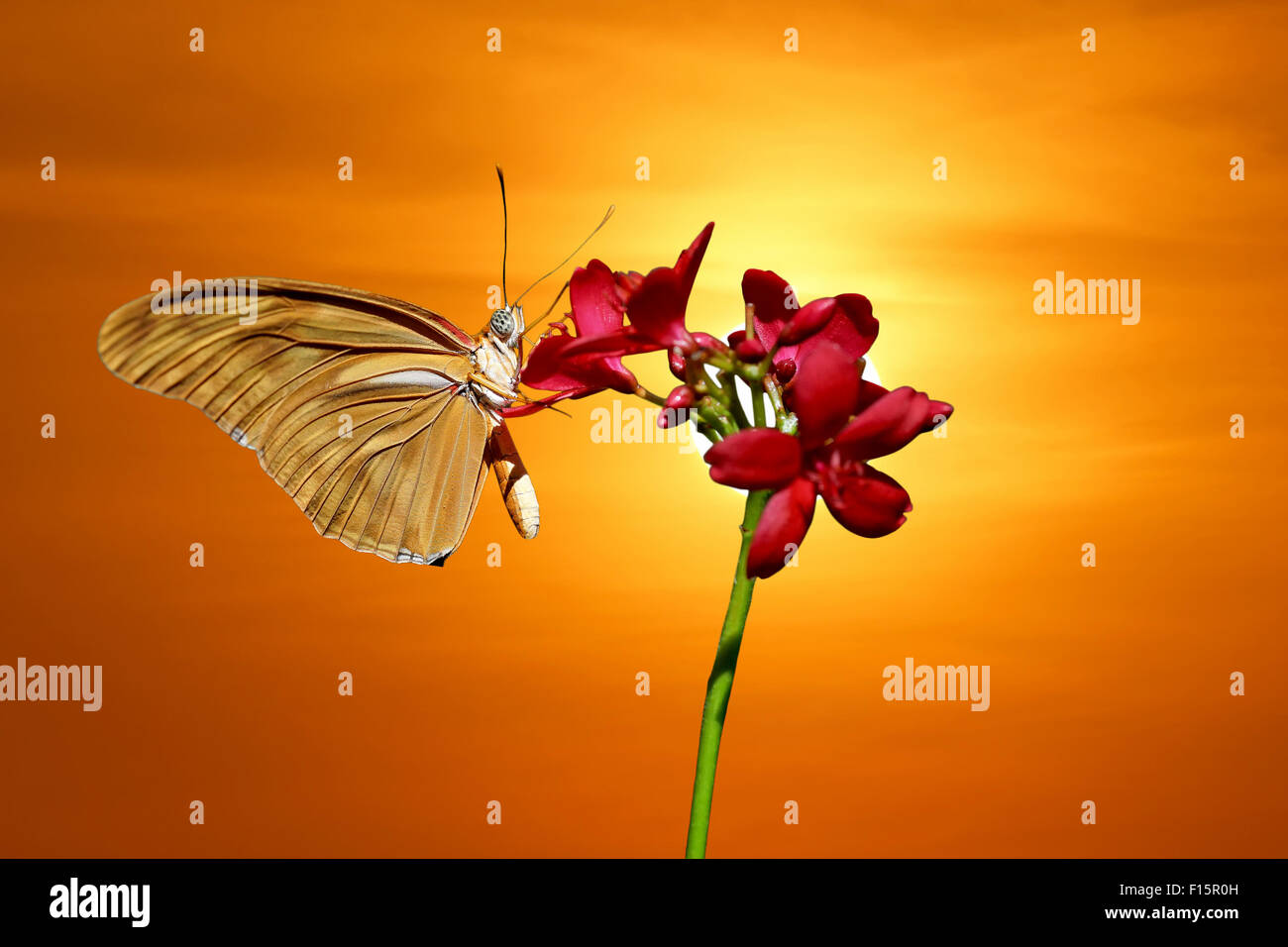 beautiful butterfly on the flower with beautiful sunset background ...