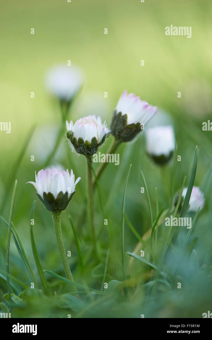 Close-up of Common Daisy (Bellis perennis) Blossoms in Spring, Bavaria ...