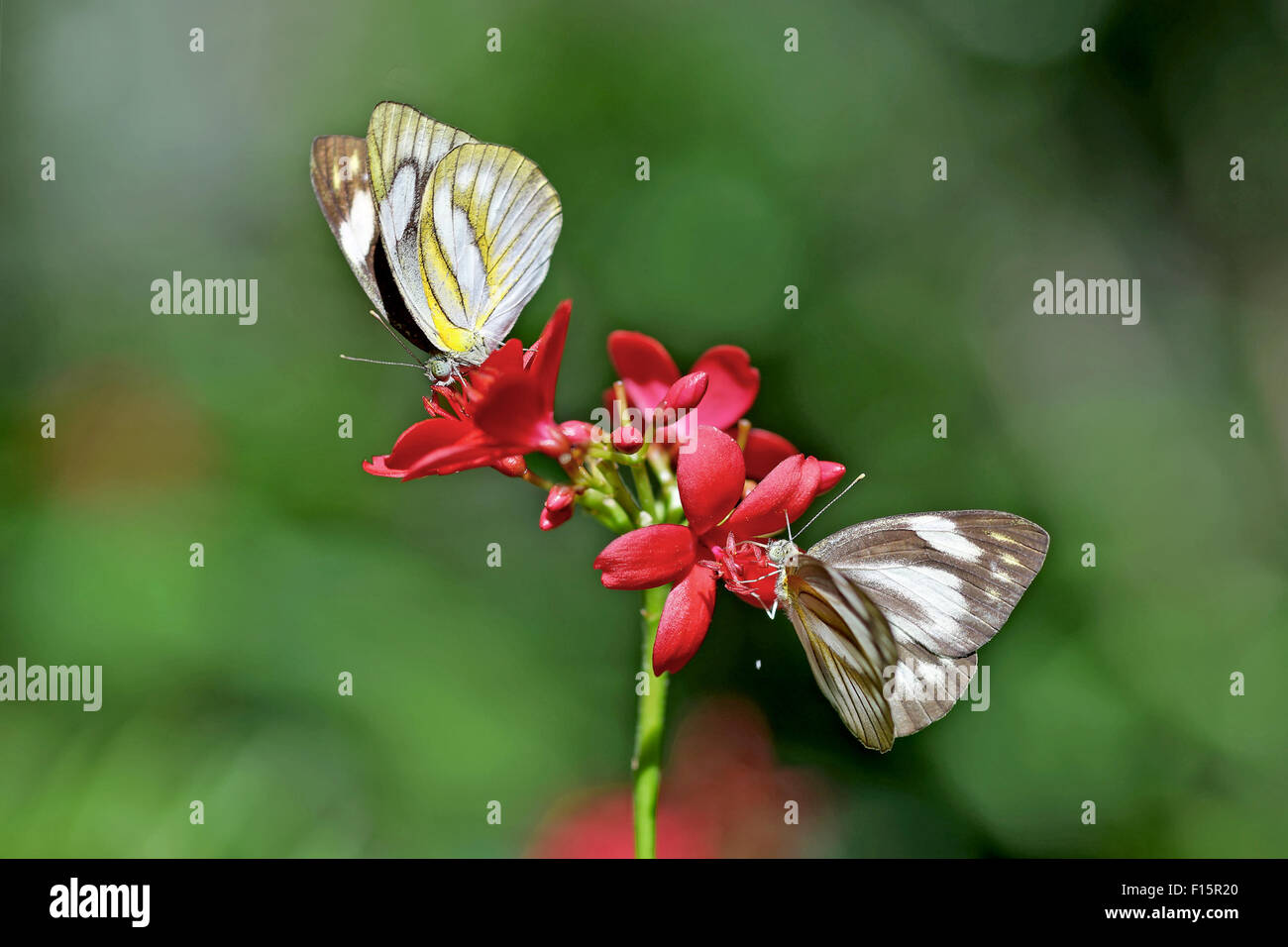 Two butterflies on field hi-res stock photography and images - Alamy