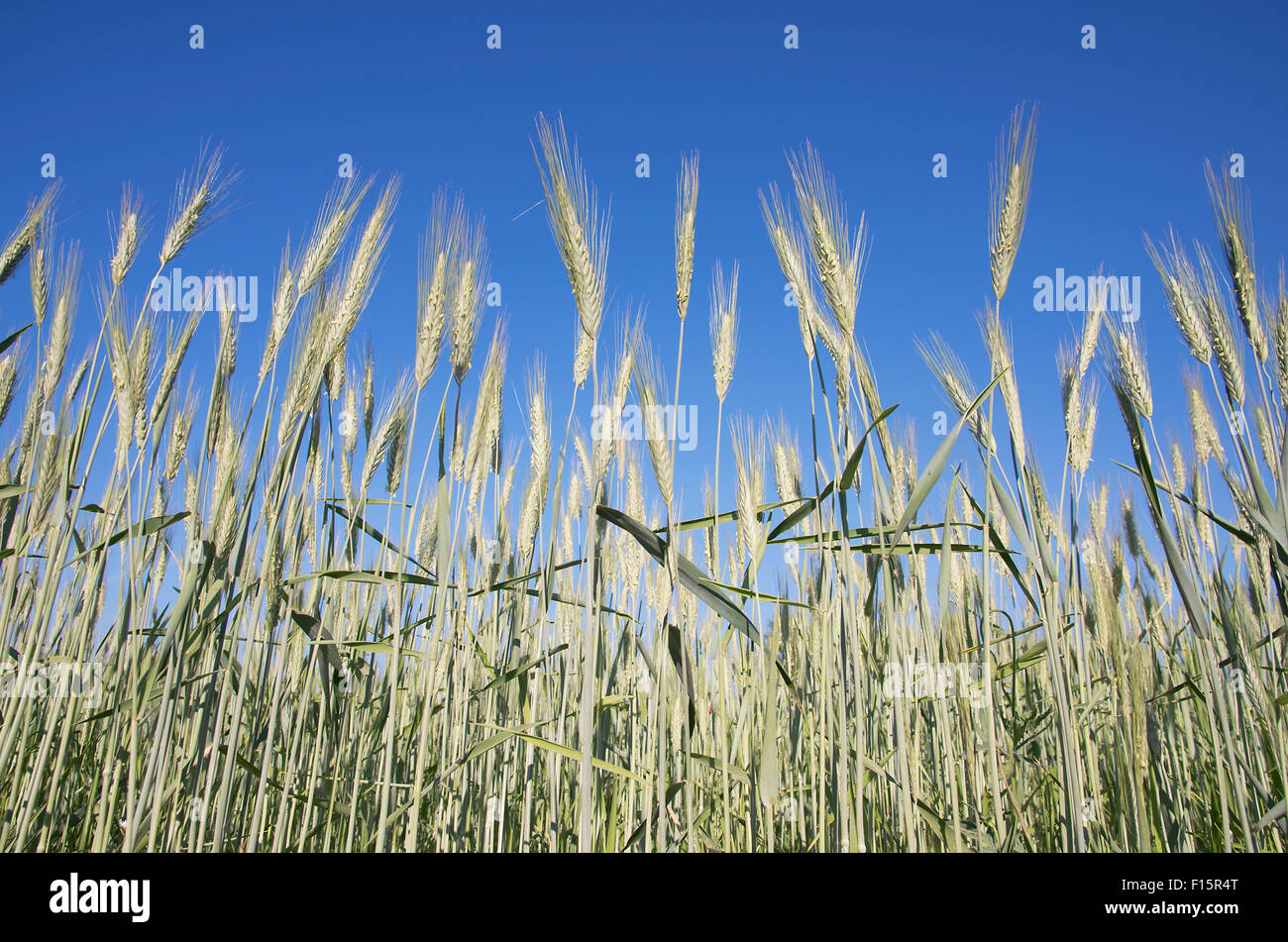 Rye field against the sky Stock Photo - Alamy