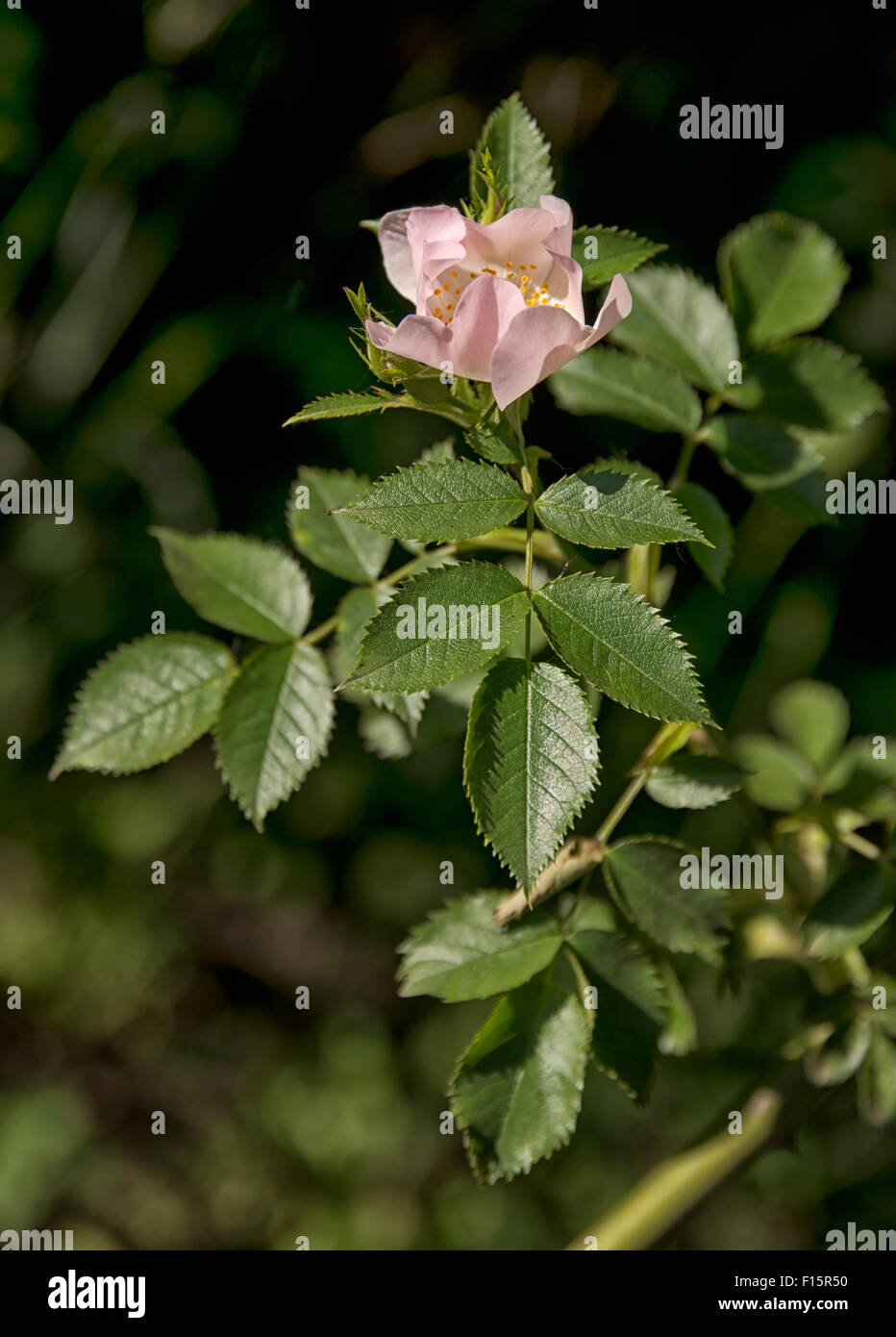 Wild rose bush with blooming flower Stock Photo - Alamy