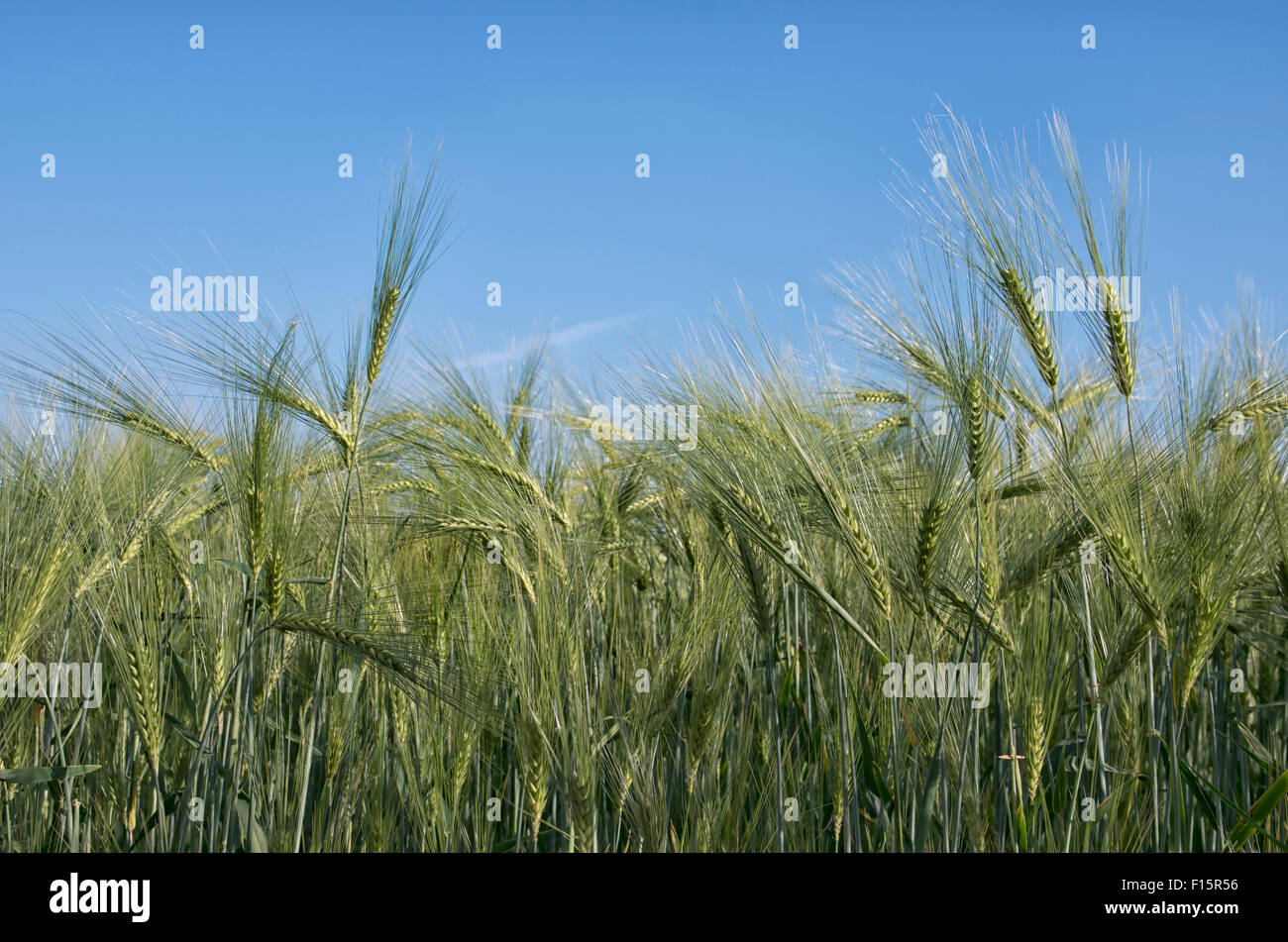 Sow barley hi-res stock photography and images - Alamy