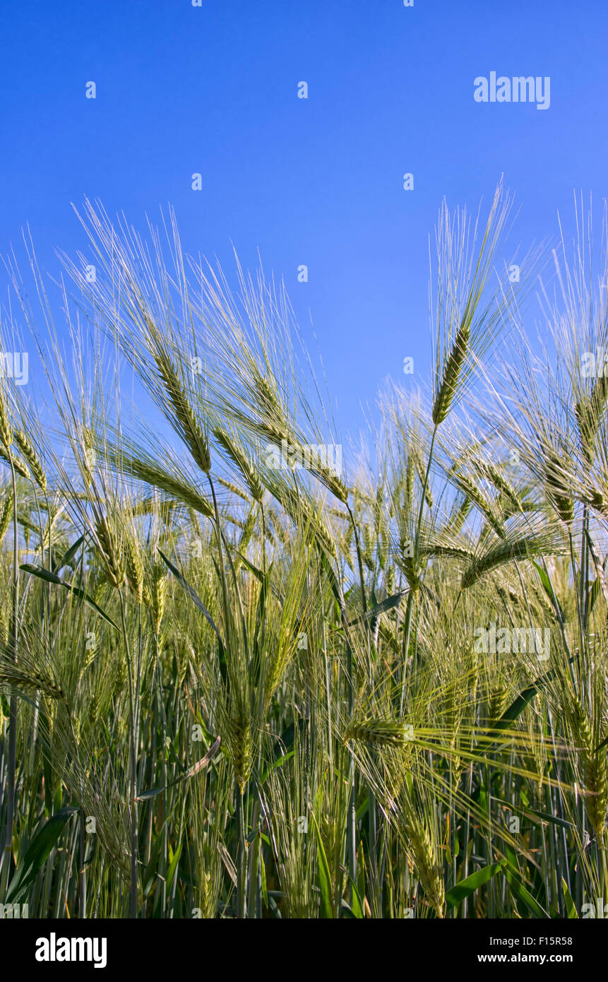 Sow barley hi-res stock photography and images - Alamy