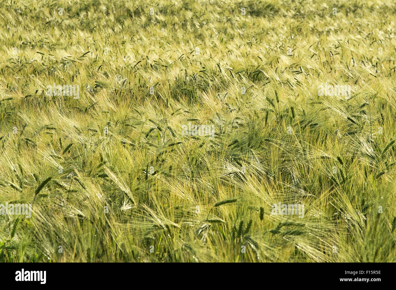 Barley ripening in the field Stock Photo - Alamy