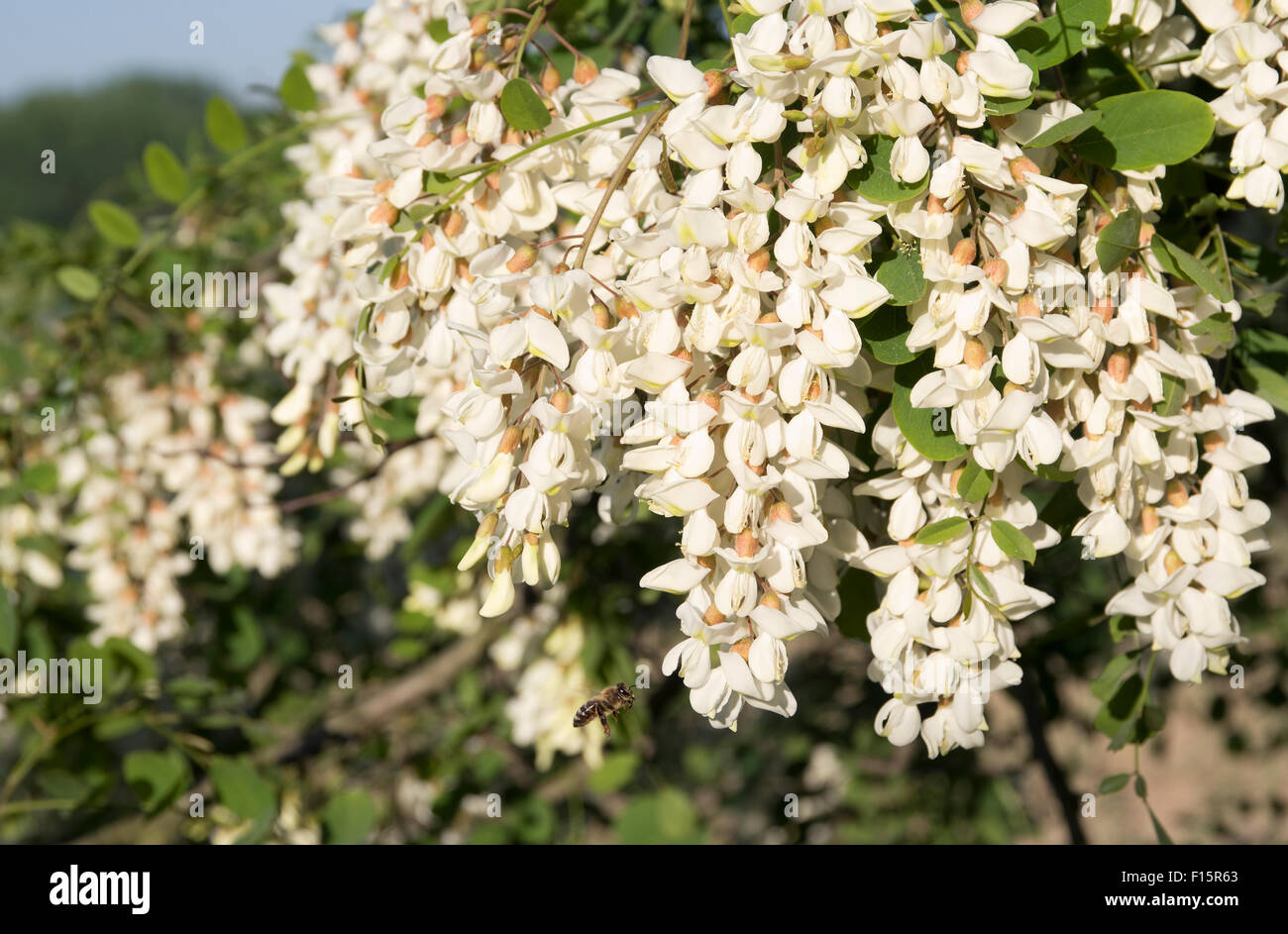 Acacia Flowers Stock Photos & Acacia Flowers Stock Images - Alamy