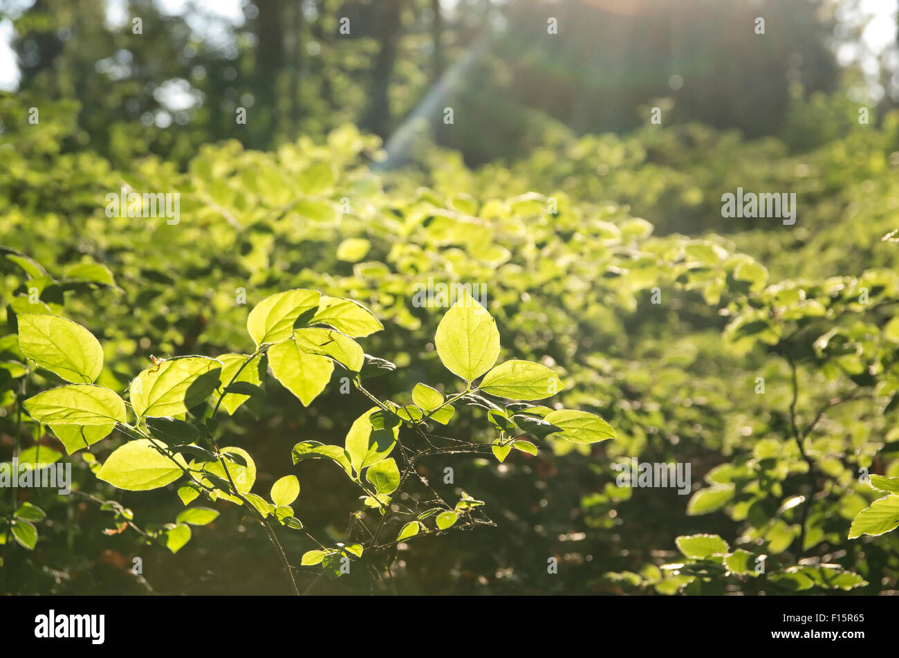 Green leaves the suns rays hi-res stock photography and images - Alamy