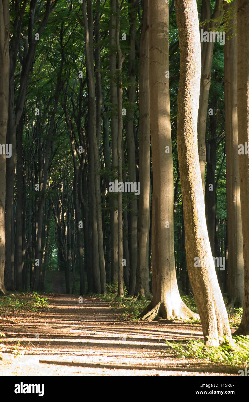 Beech road in the forest Stock Photo - Alamy