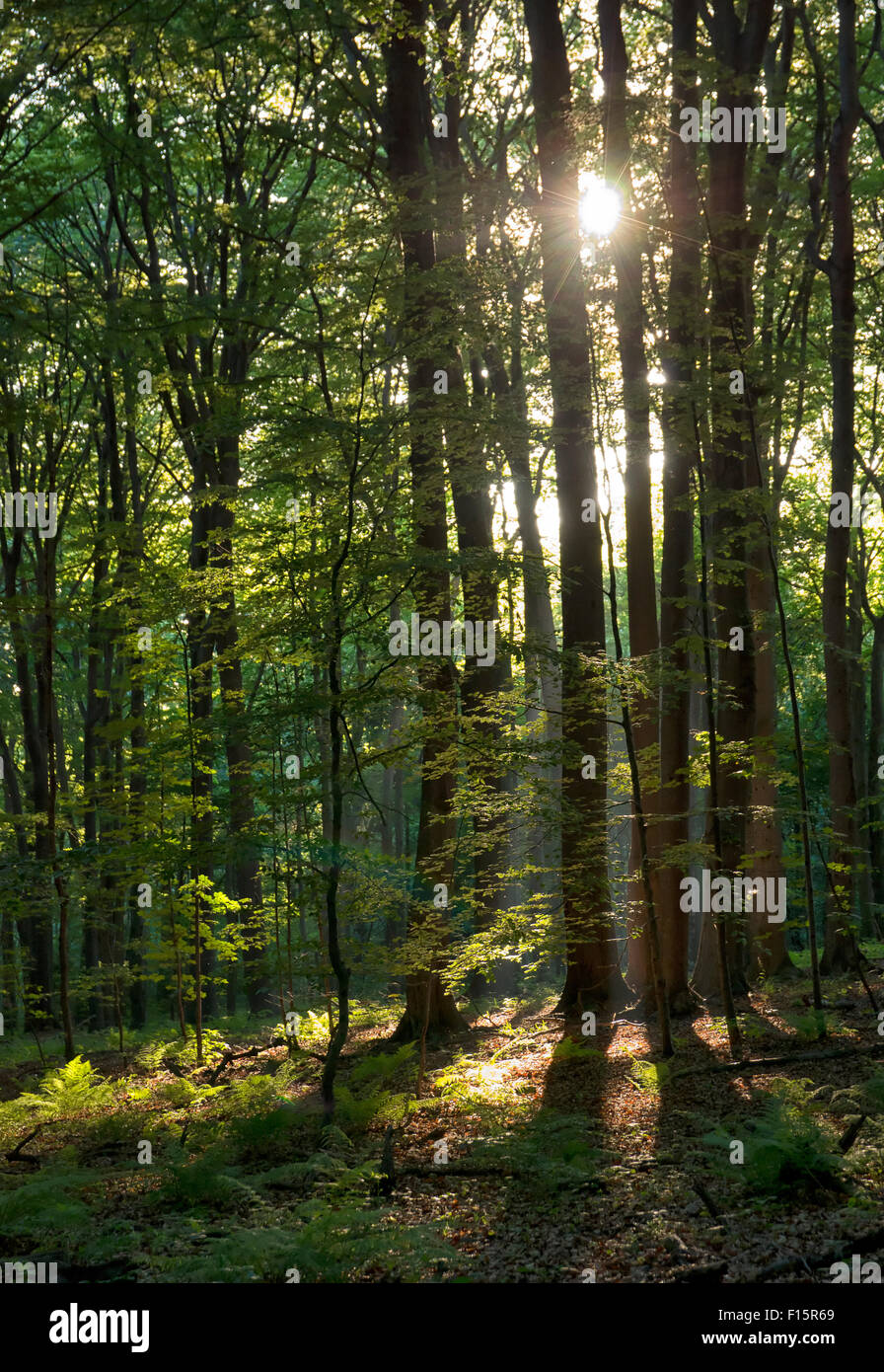 The sun shines in front of a tree in the forest Stock Photo - Alamy