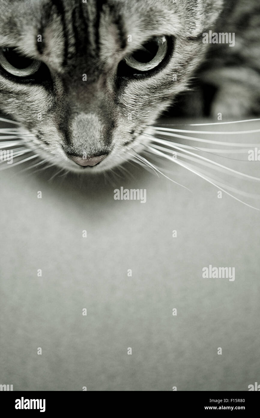 Close up portrait of Spotted Savannah Cat looking down over the edge of ...
