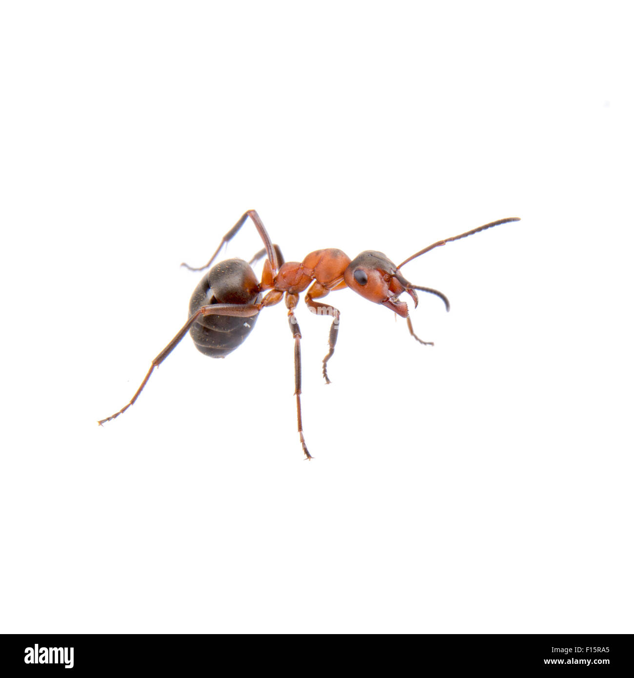 Brown ant isolated on a white background Stock Photo - Alamy