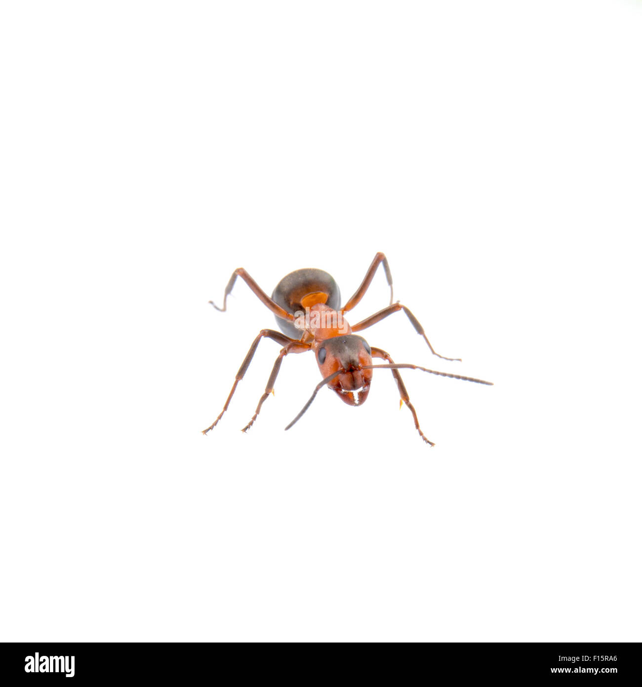 Brown ant isolated on a white background Stock Photo - Alamy