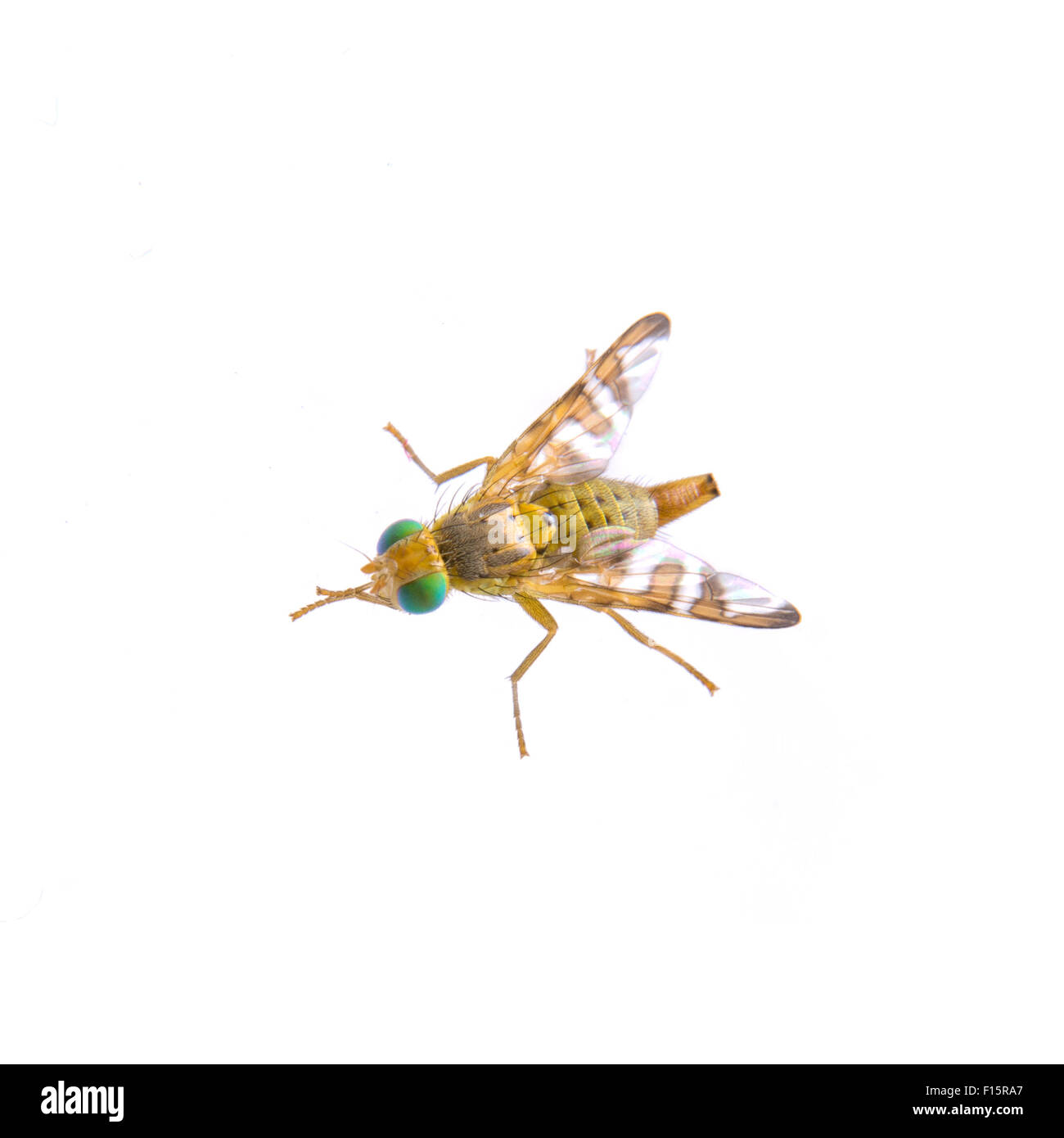 Fly red eyes on Cut Out Stock Images & Pictures - Alamy