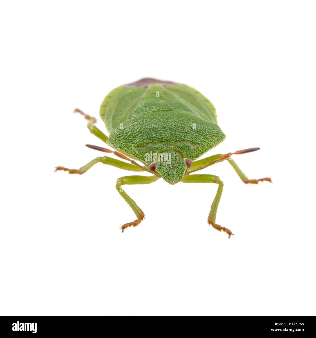 Green shield bug isolated on a white background Stock Photo - Alamy