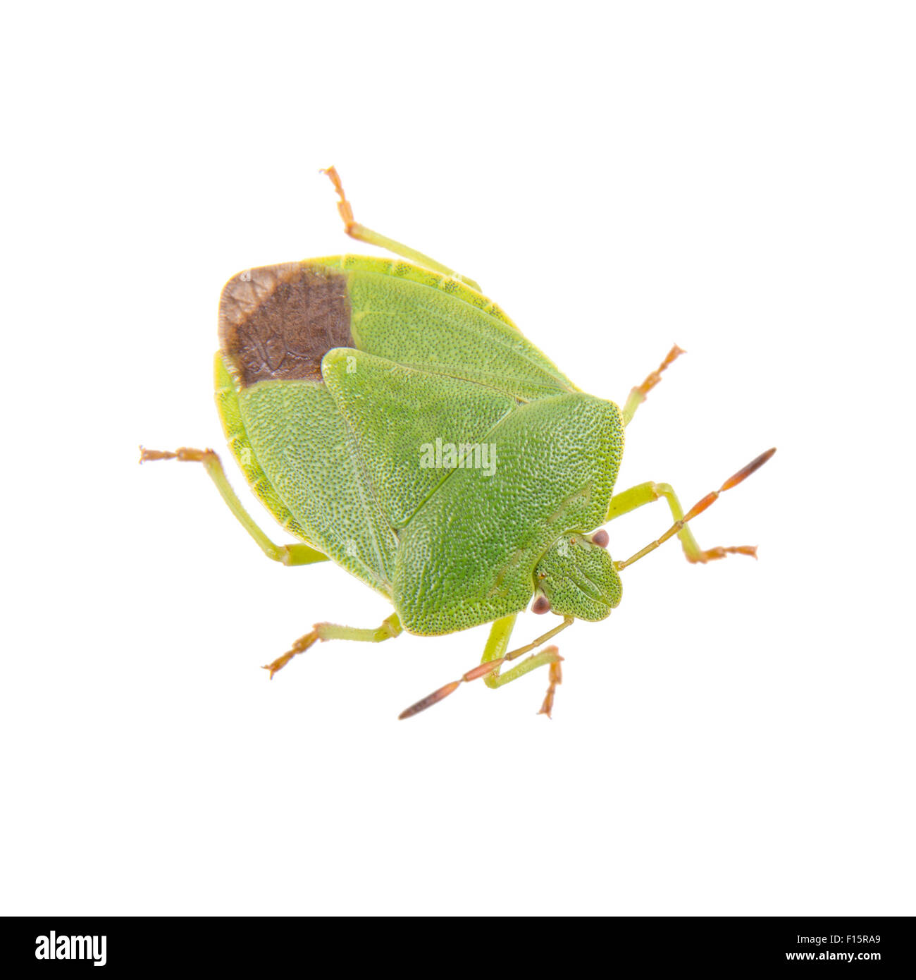 Green shield bug isolated on a white background Stock Photo - Alamy