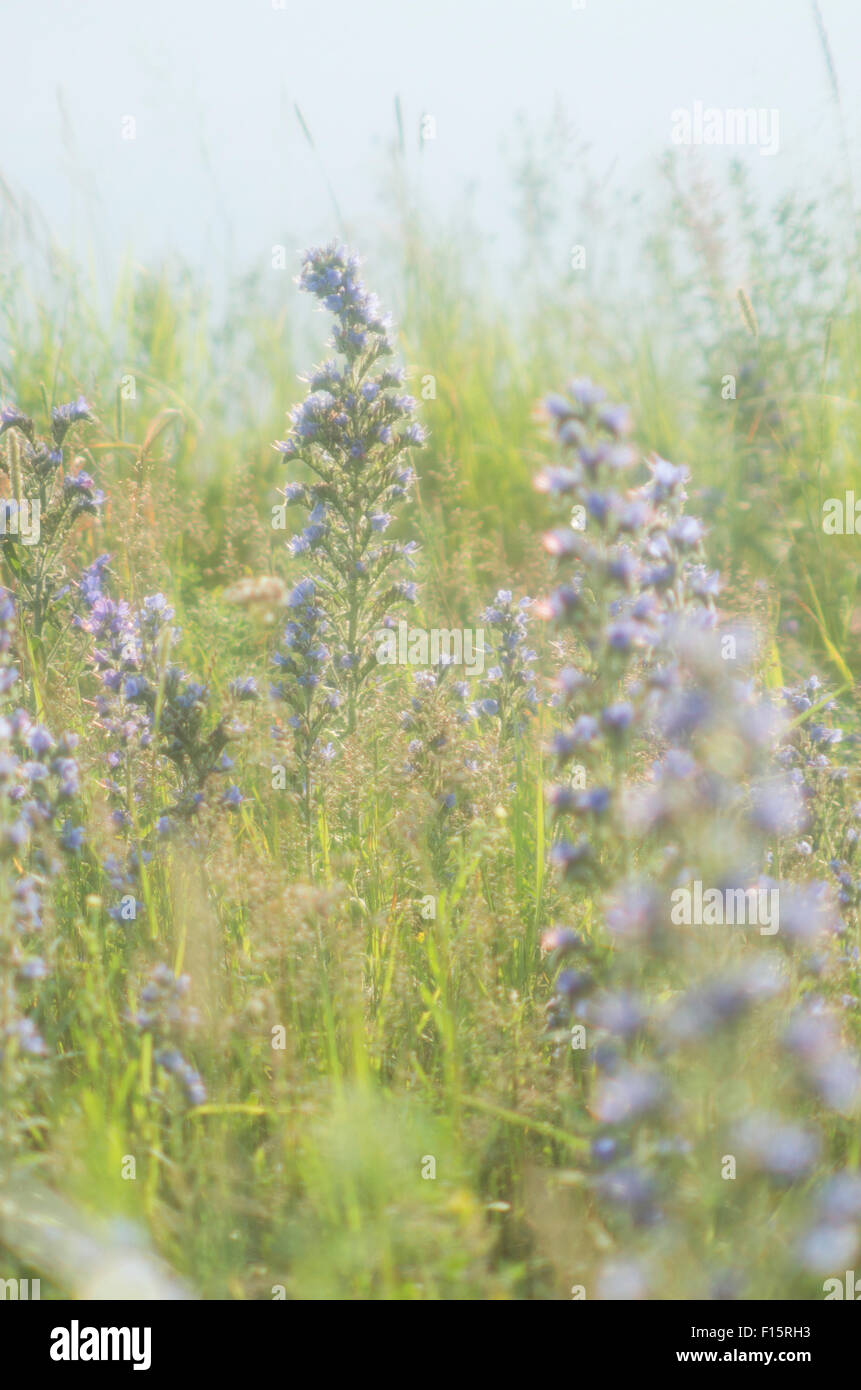 Blue meadow flowers hi-res stock photography and images - Alamy