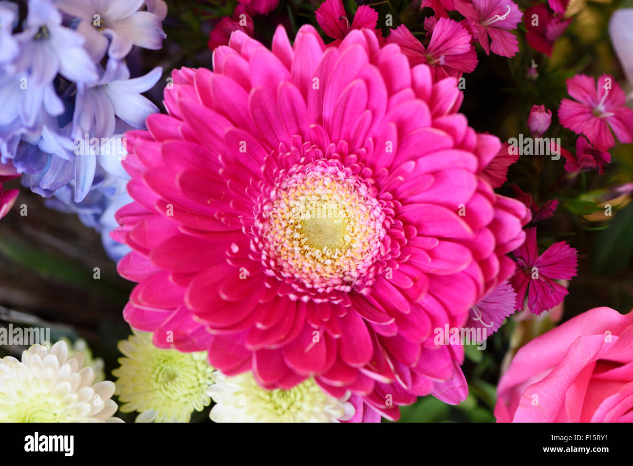 Gerbera hybrida pink hi-res stock photography and images - Alamy