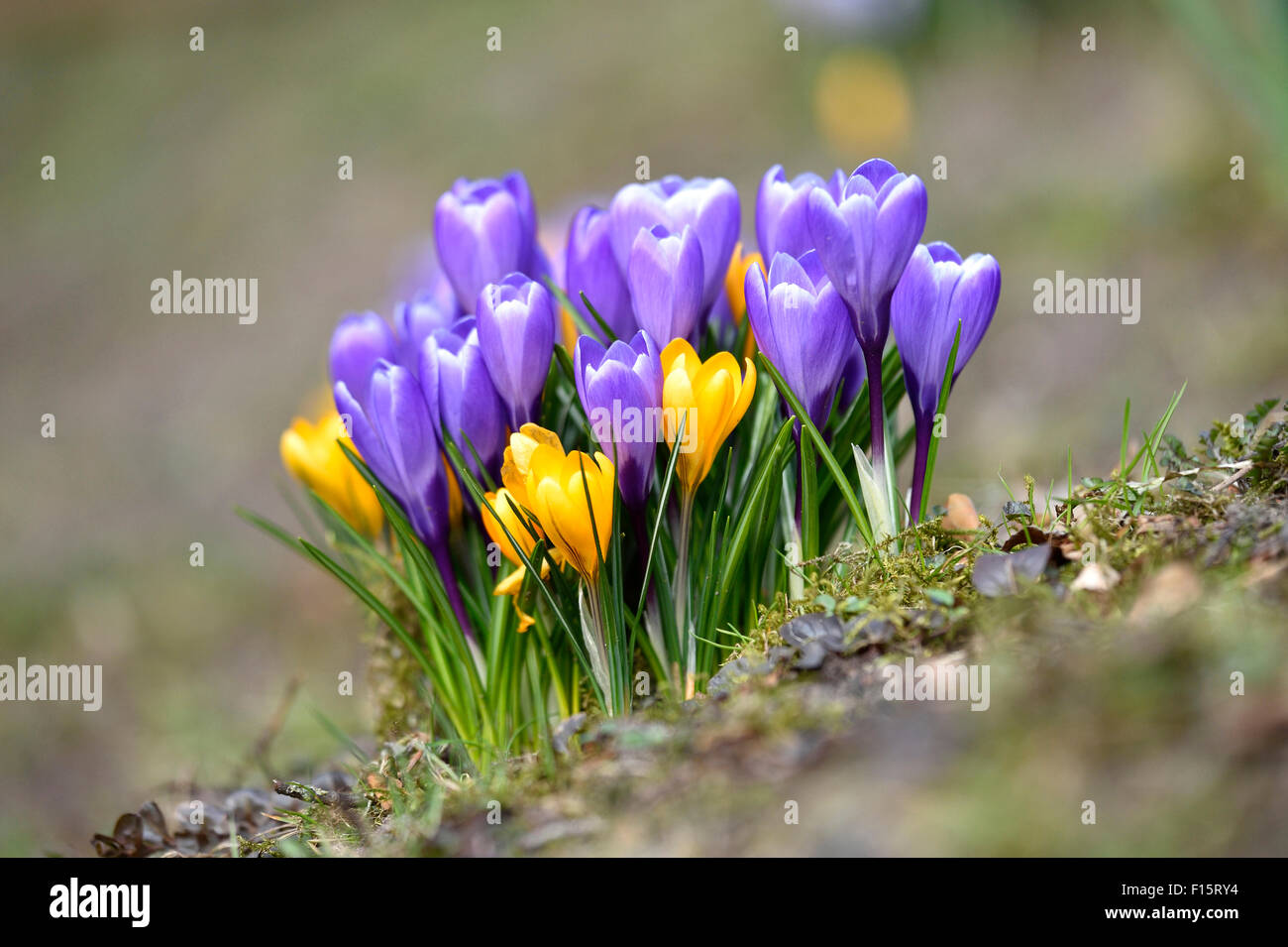 Giant Crocus (Crocus vernus) flowering in spring, Bavaria, Germany ...