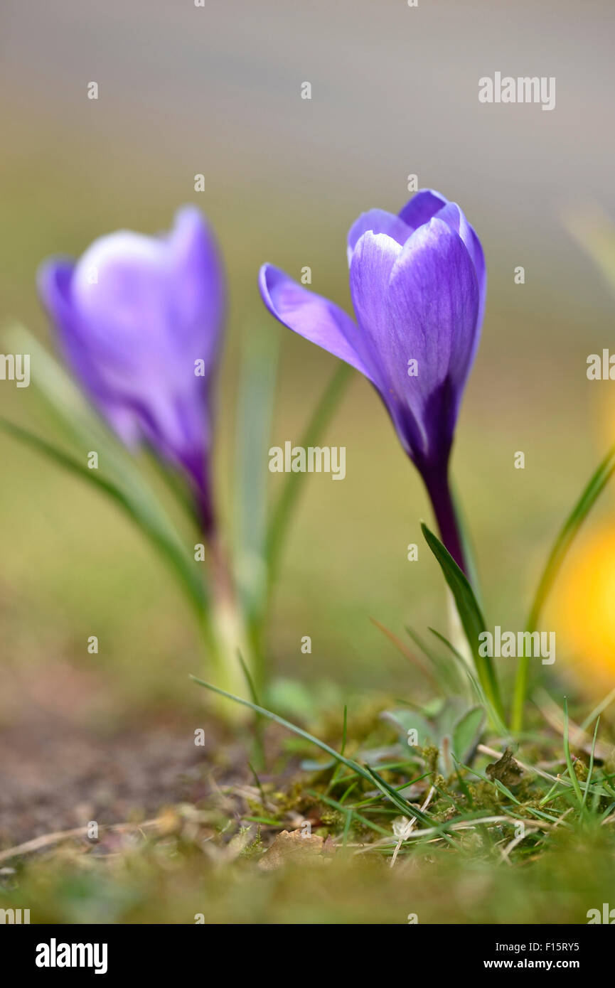 Close-up of Giant Crocus (Crocus vernus) flowering in spring, Bavaria ...