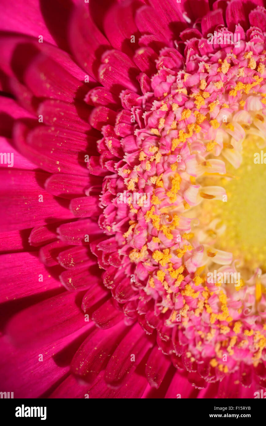 Close-up of a Gerbera × hybrida in a bouquet Stock Photo - Alamy
