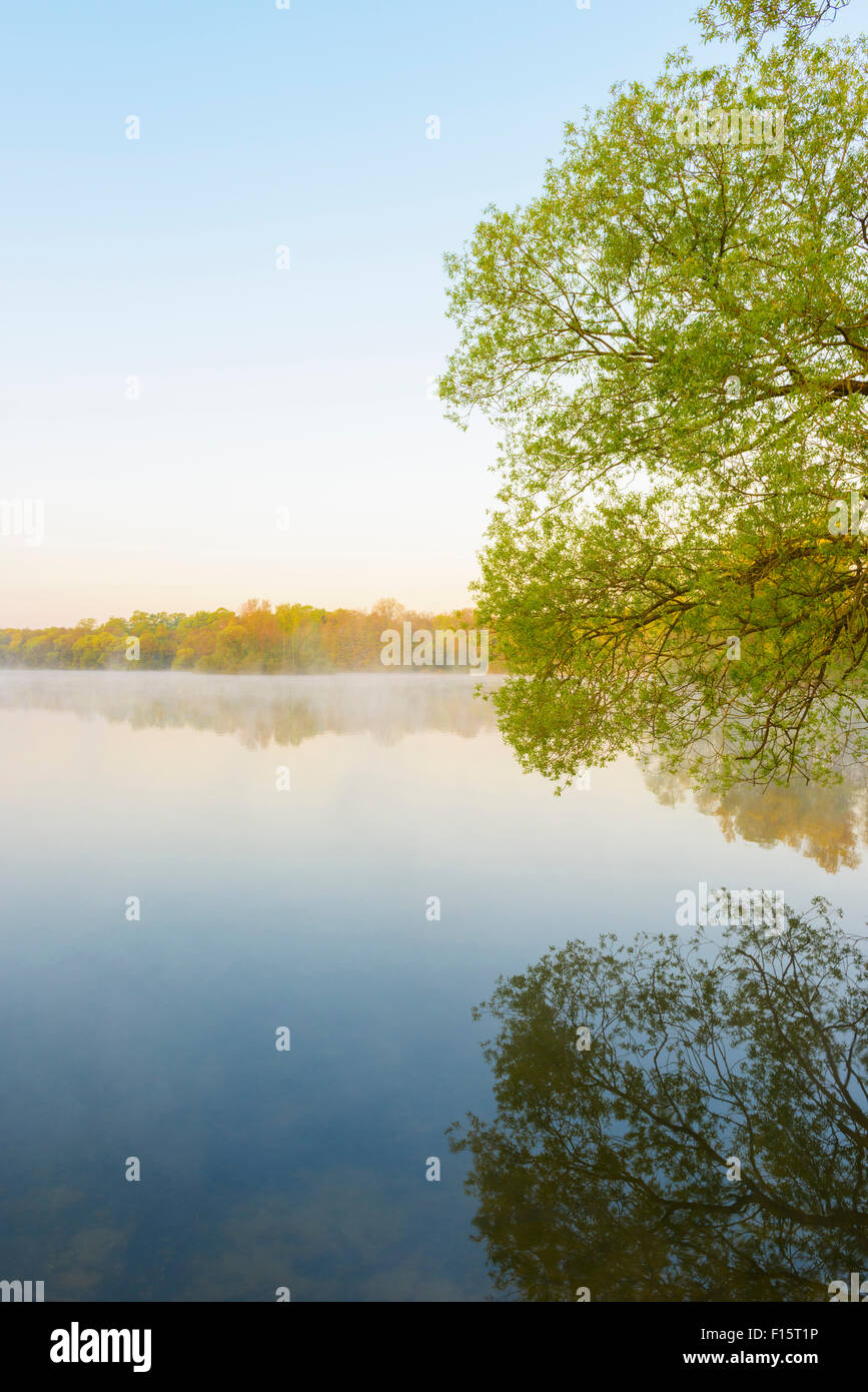 Lake and Trees in Early Morning Light, Lake Erlensee, Hanau, Hesse ...