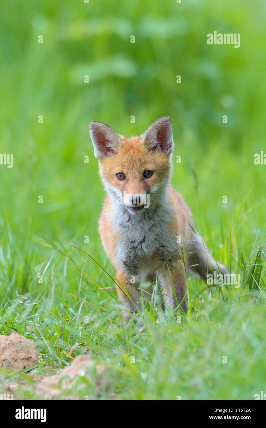 Young Red Fox (Vulpes vulpes), Hesse, Germany Stock Photo - Alamy