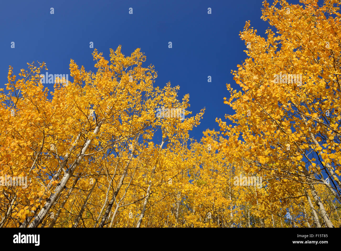 American Aspens (Populus tremuloides) in Autumn Foliage against Blue ...
