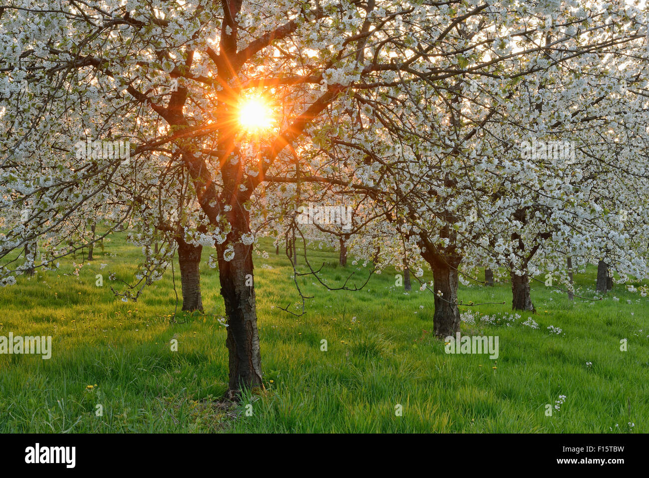Sun through Cherry Trees Blossoming in Spring, Baden Wurttemberg, Black ...