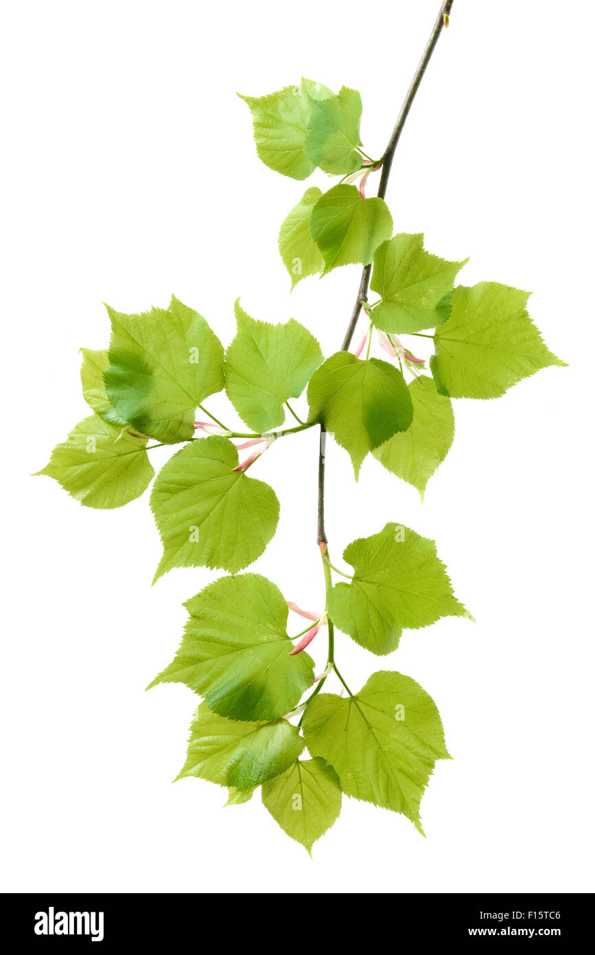 Lime Tree (Tilia) Leaves on White Background, Studio Shot Stock Photo ...