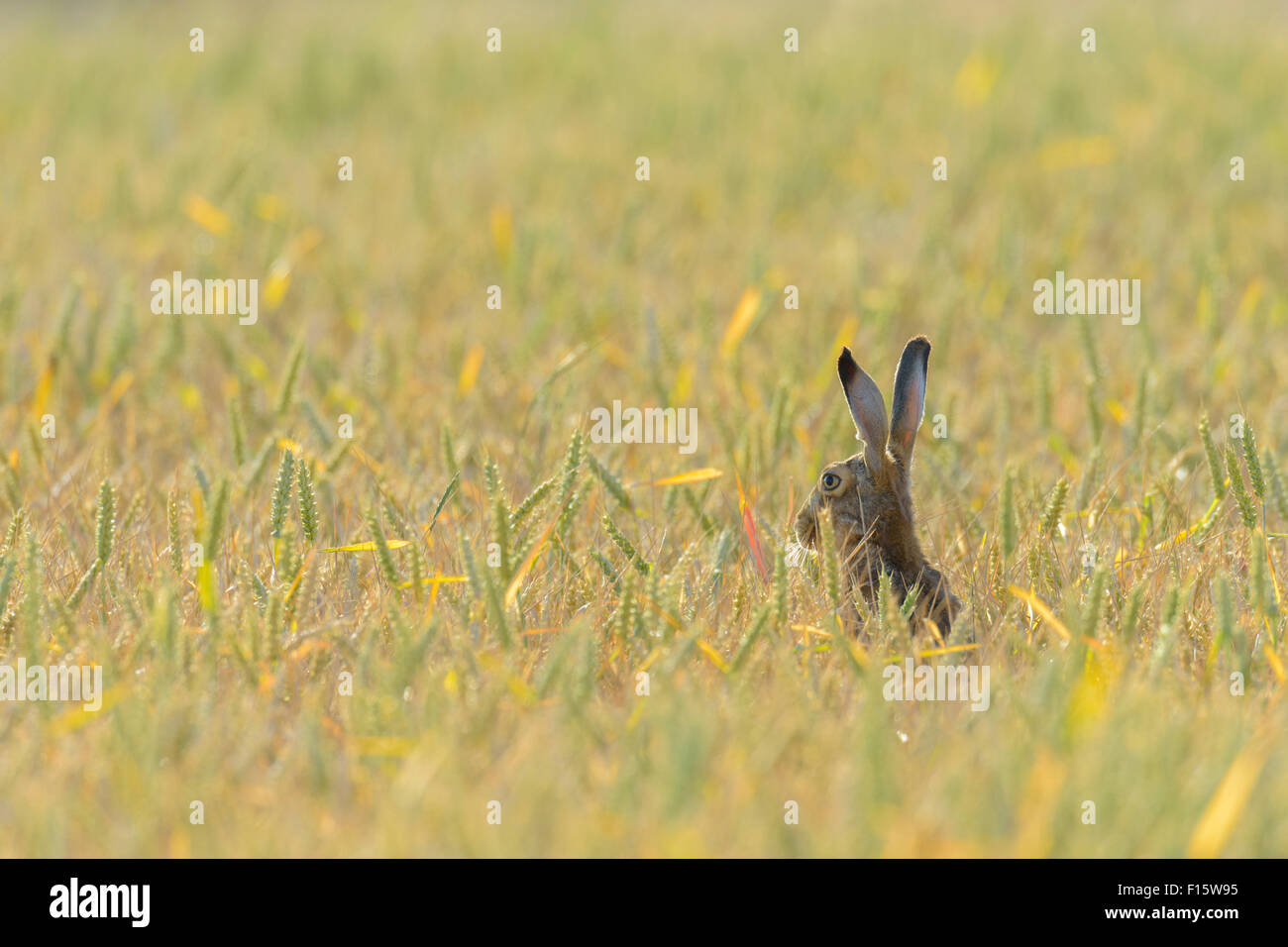 European Brown Hare (Lepus europaeus) in Corn Field in Summer, Hesse ...
