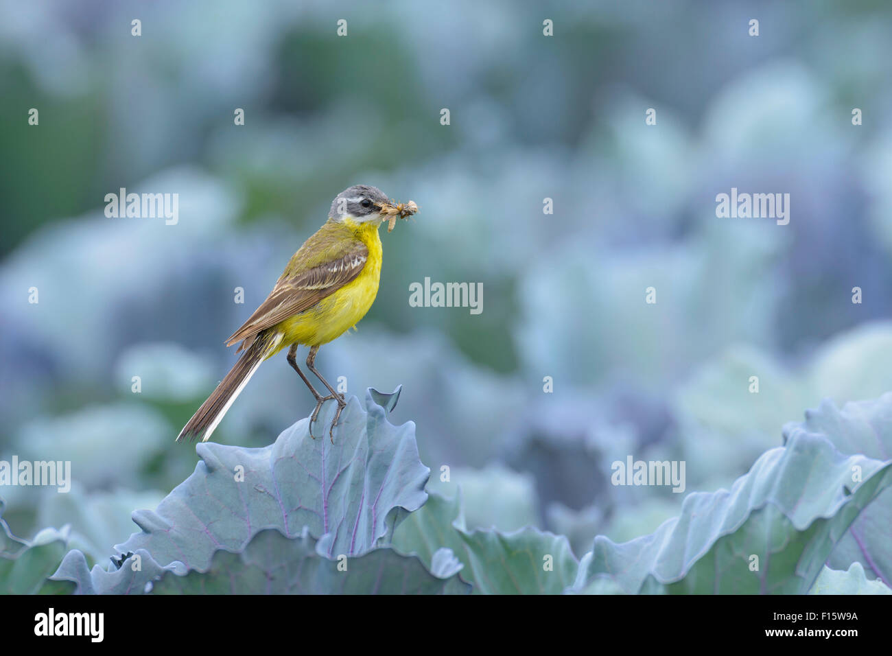 Male western yellow wagtail hi-res stock photography and images - Alamy