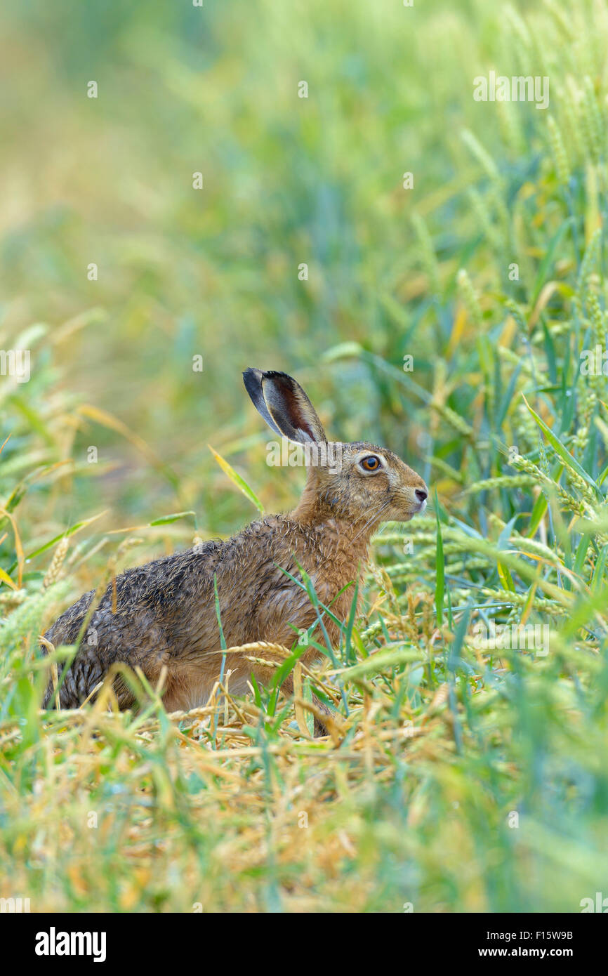European Brown Hare (Lepus europaeus) in Corn Field in Summer, Hesse ...