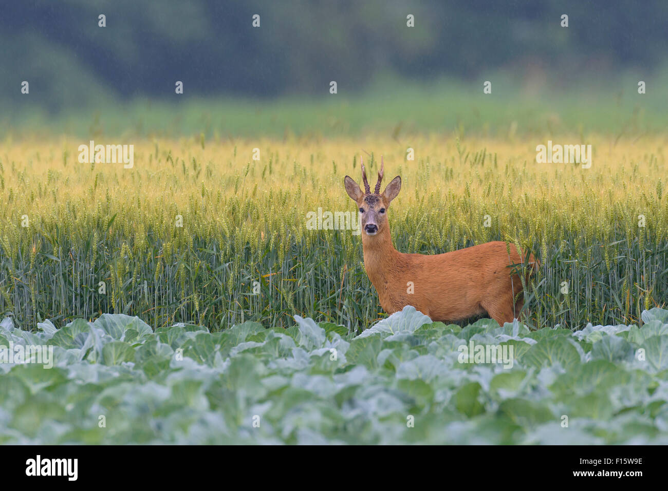 Roe buck cornfield hi-res stock photography and images - Alamy
