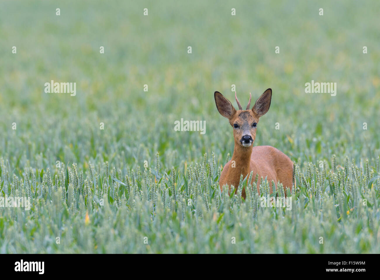 Western Roe Buck (Capreolus capreolus) in Corn Field, Hesse, Germany ...