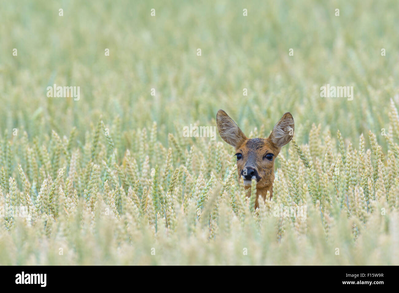 Female Western Roe Deer (Capreolus capreolus) in Corn Field, Hesse ...