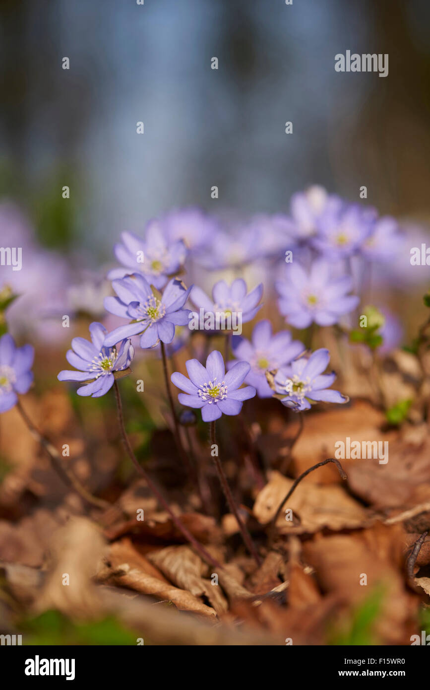 Close-up of Common Hepatica (Anemone hepatica) on the forest floor in ...