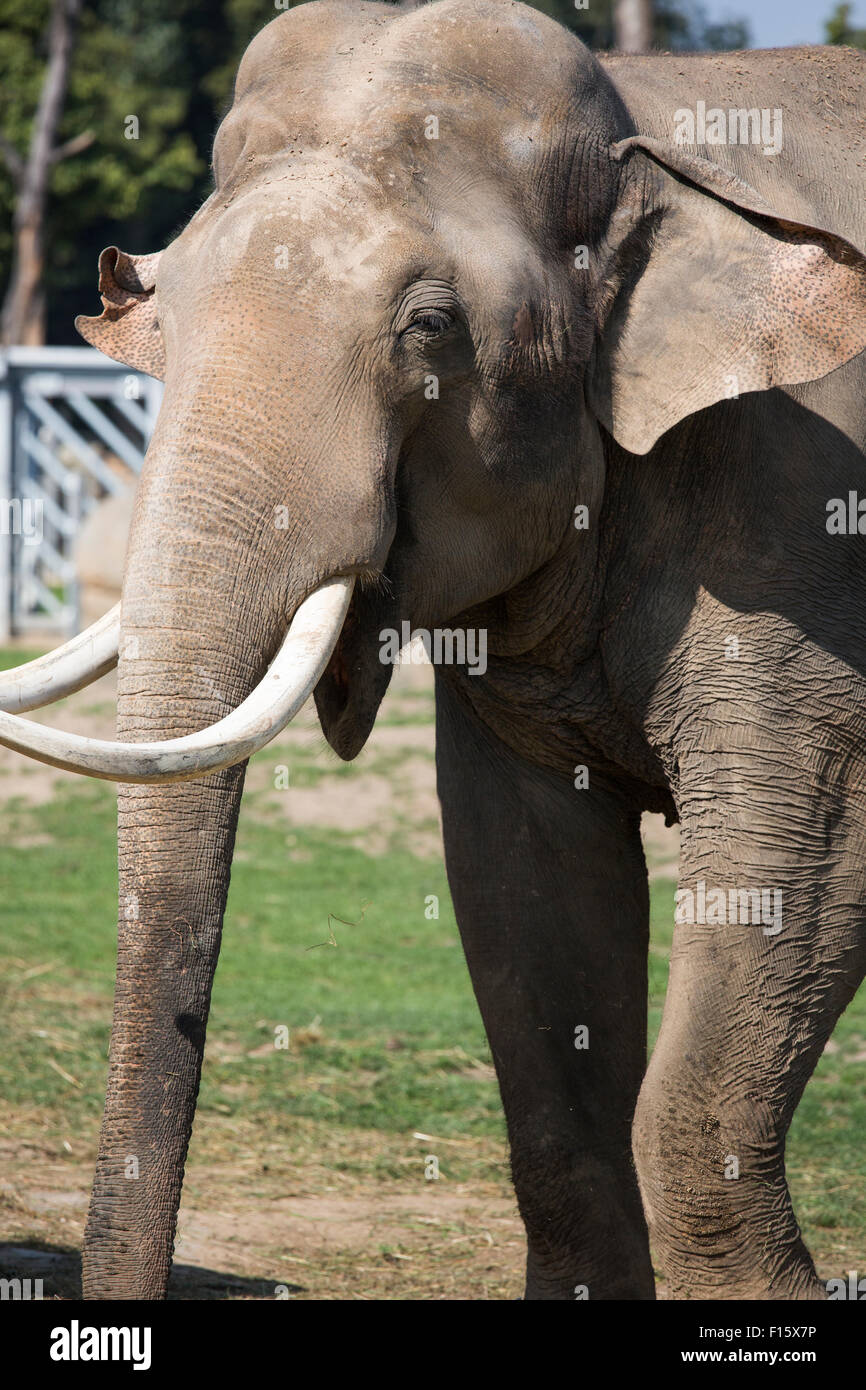 Elephant fangs hi-res stock photography and images - Alamy