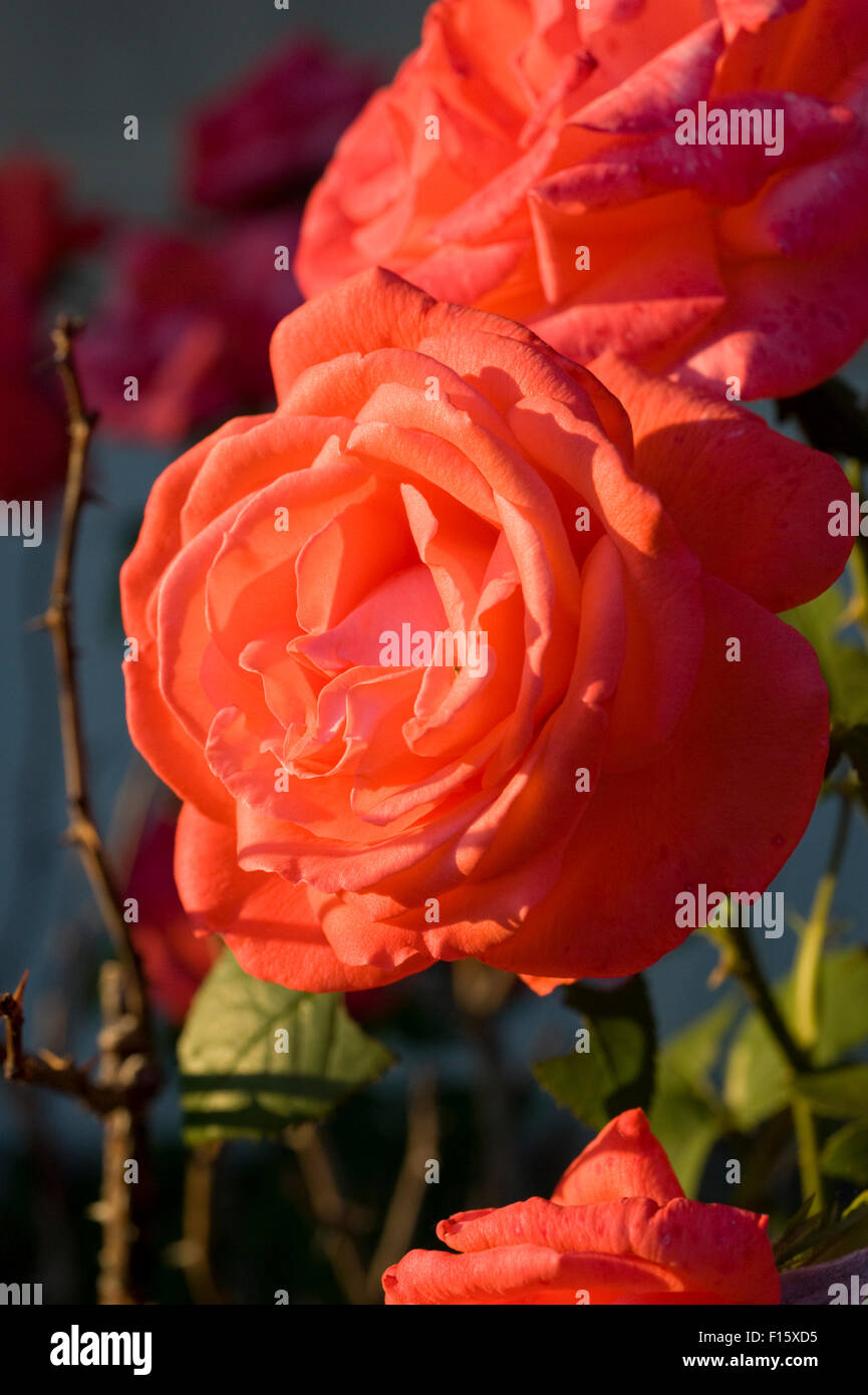 Coral colored roses Stock Photo - Alamy