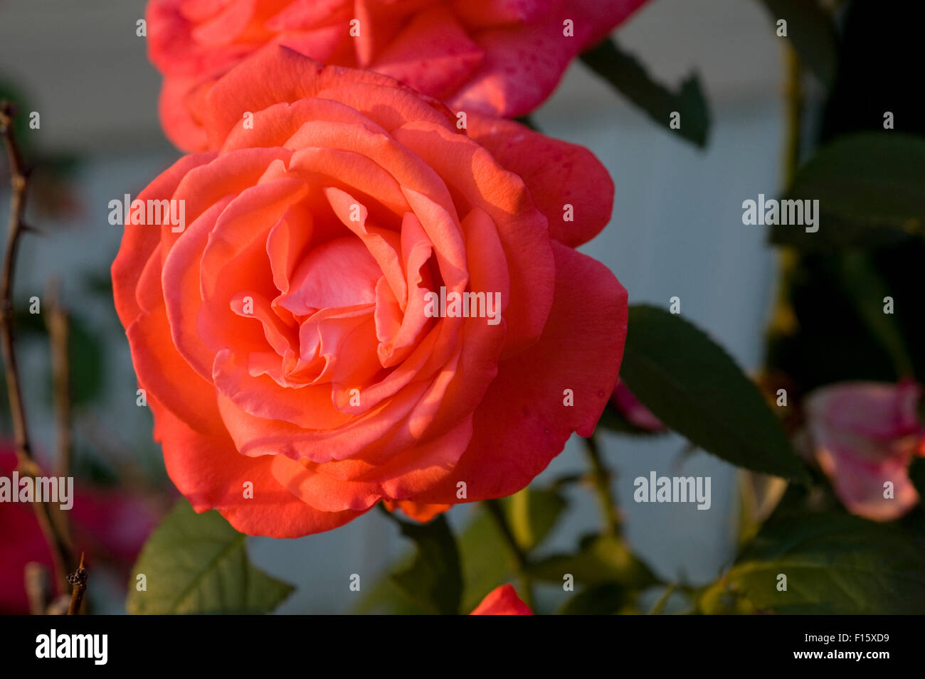 Coral colored roses Stock Photo - Alamy