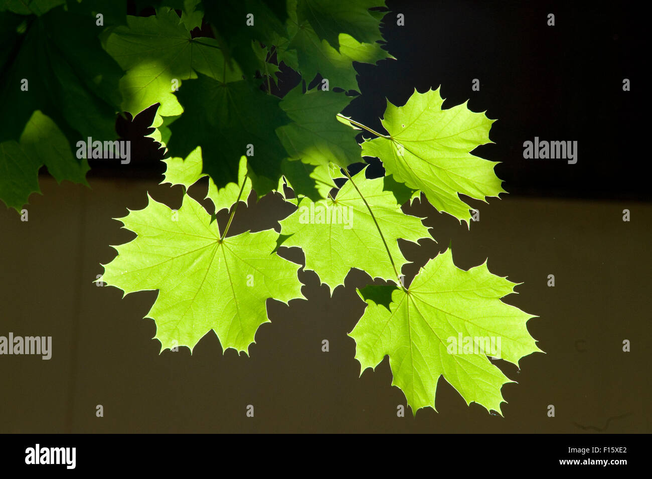 sunlight coming through maple leaves Stock Photo - Alamy