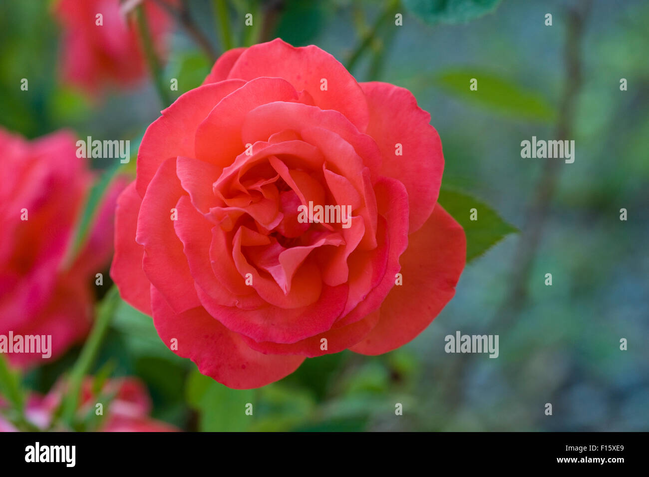 Coral colored roses Stock Photo - Alamy