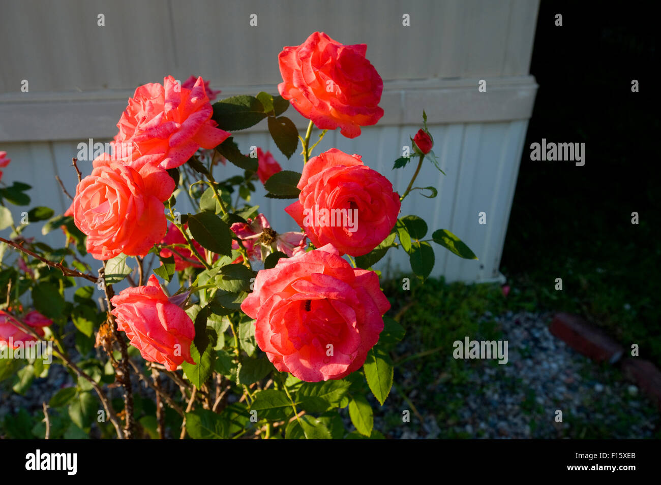 Coral colored roses Stock Photo - Alamy