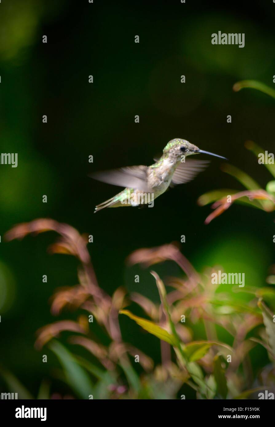 wildlife, hummingbird in flight Stock Photo - Alamy