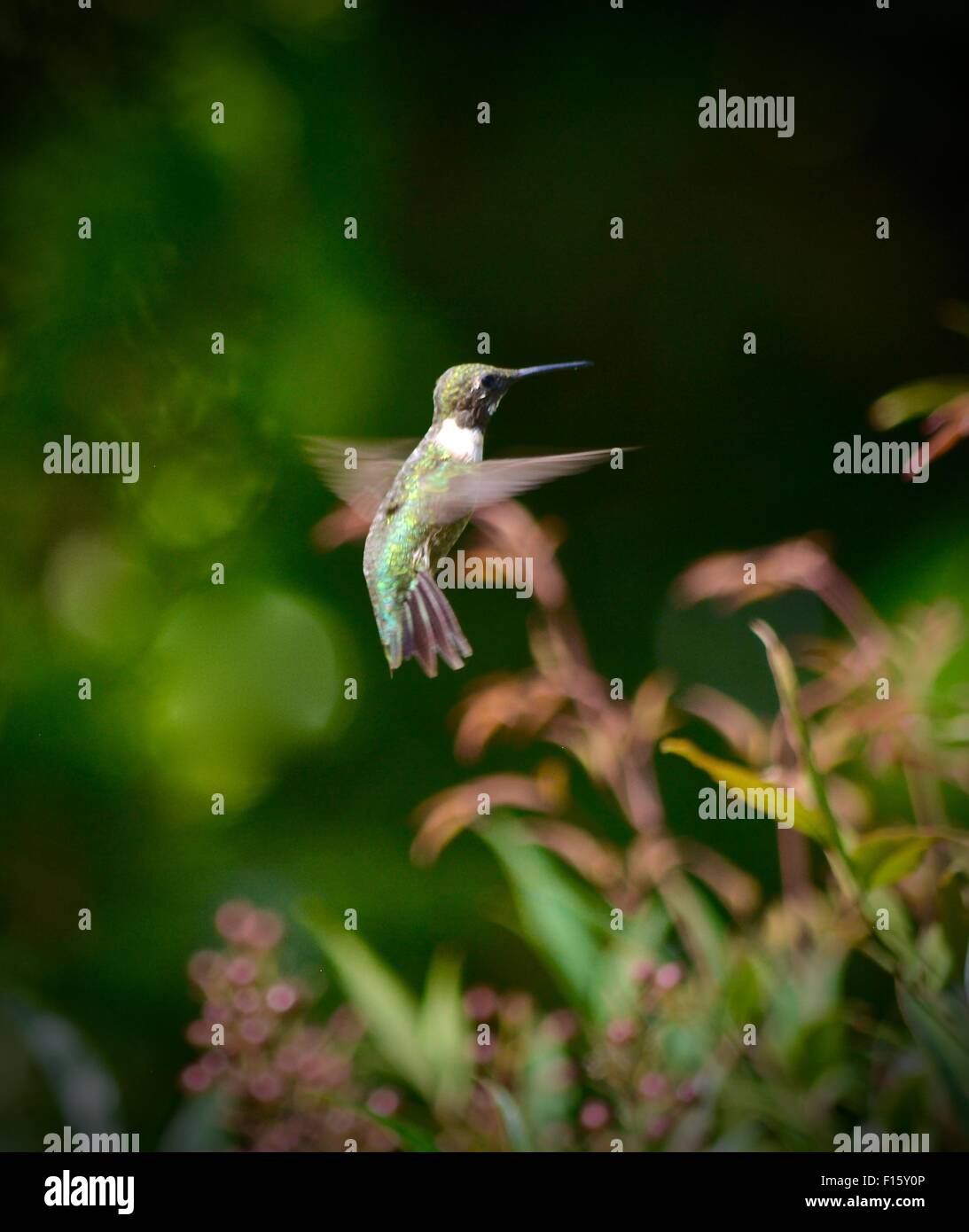 wildlife, hummingbird in flight Stock Photo - Alamy