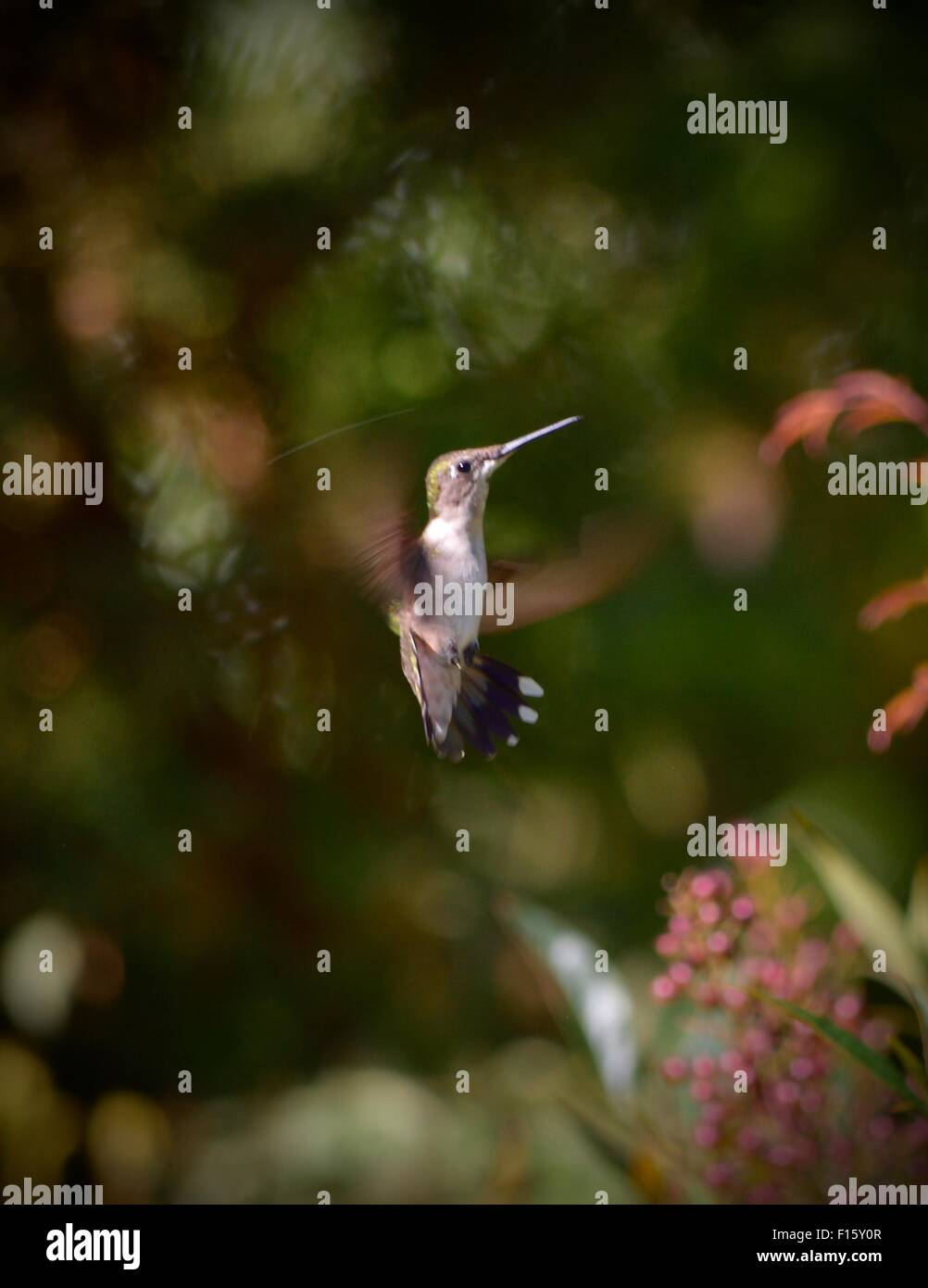wildlife, hummingbird in flight Stock Photo - Alamy