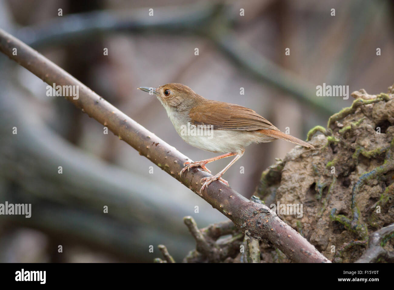 White chested bird hi-res stock photography and images - Alamy