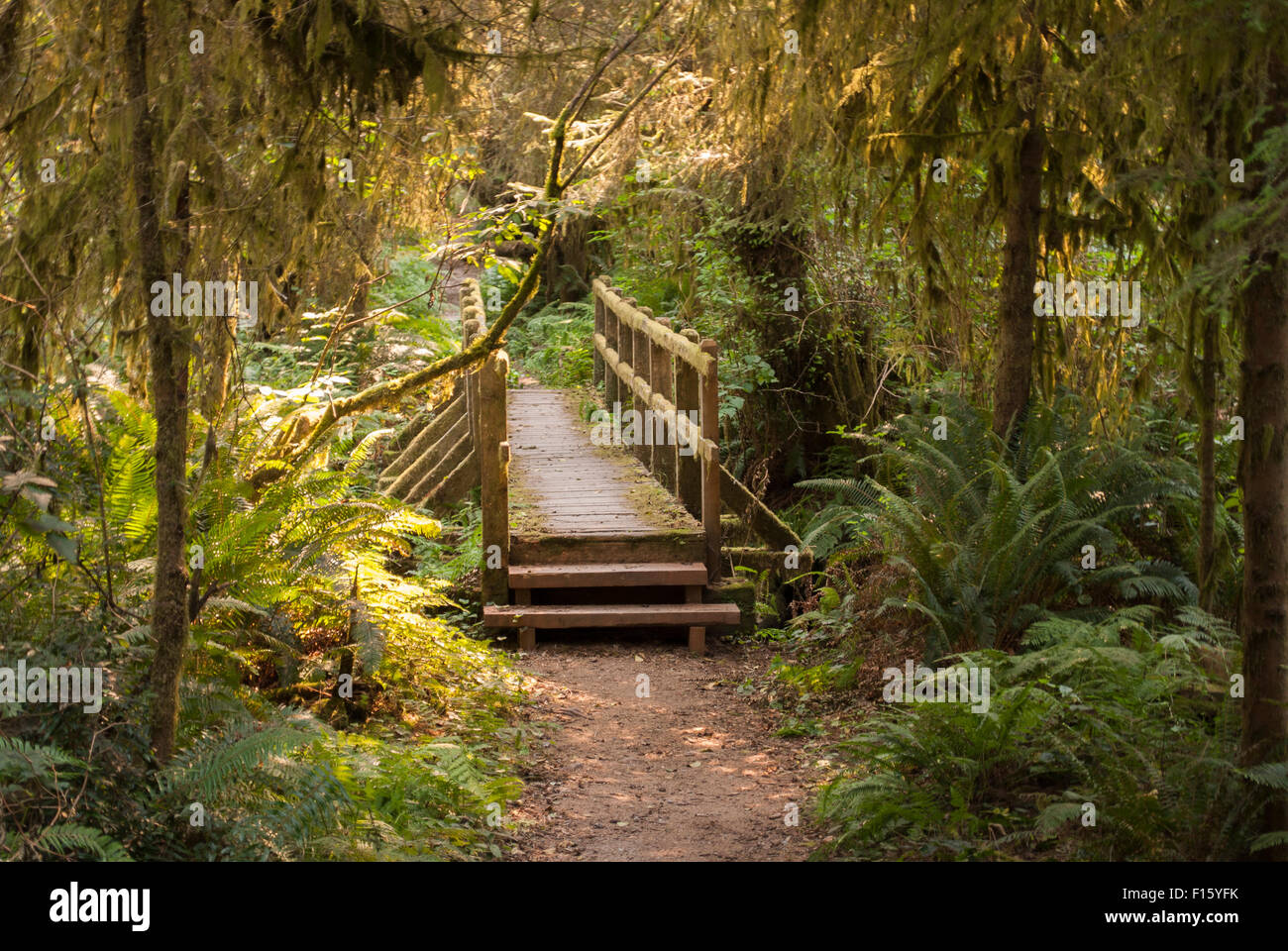 Bridge in forest on path to Hidden Beach Stock Photo - Alamy