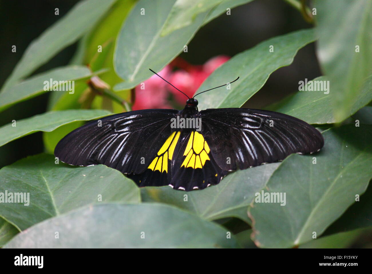 Golden birdwing butterfly hi-res stock photography and images - Alamy