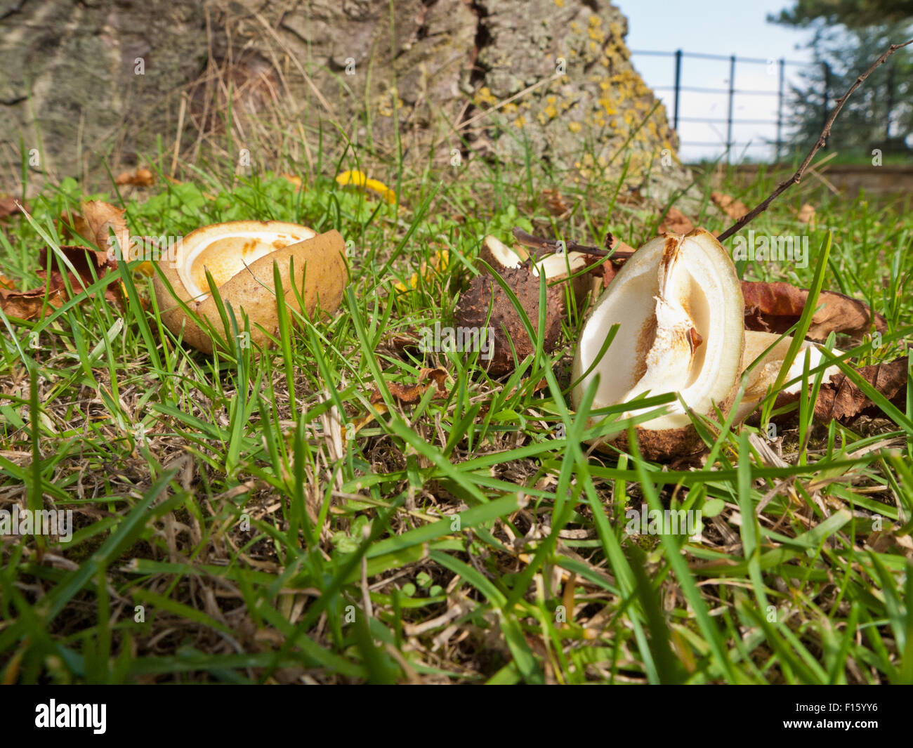 Conker shells hi-res stock photography and images - Alamy