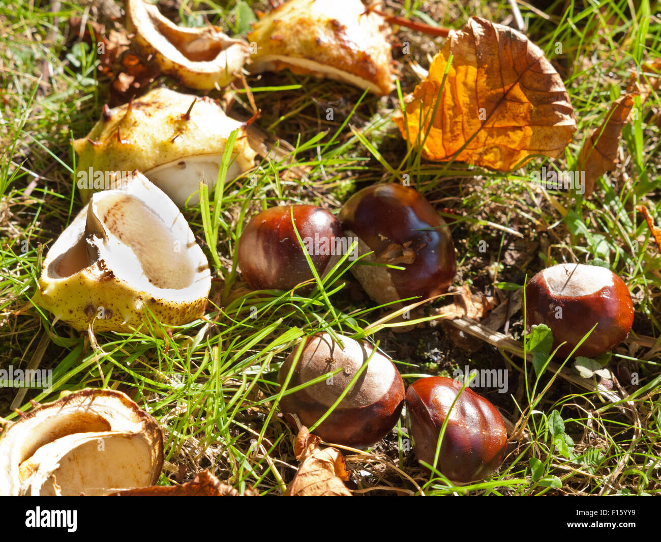 A selection of fallen conkers and shells from the Horse-Chestnut tree ...