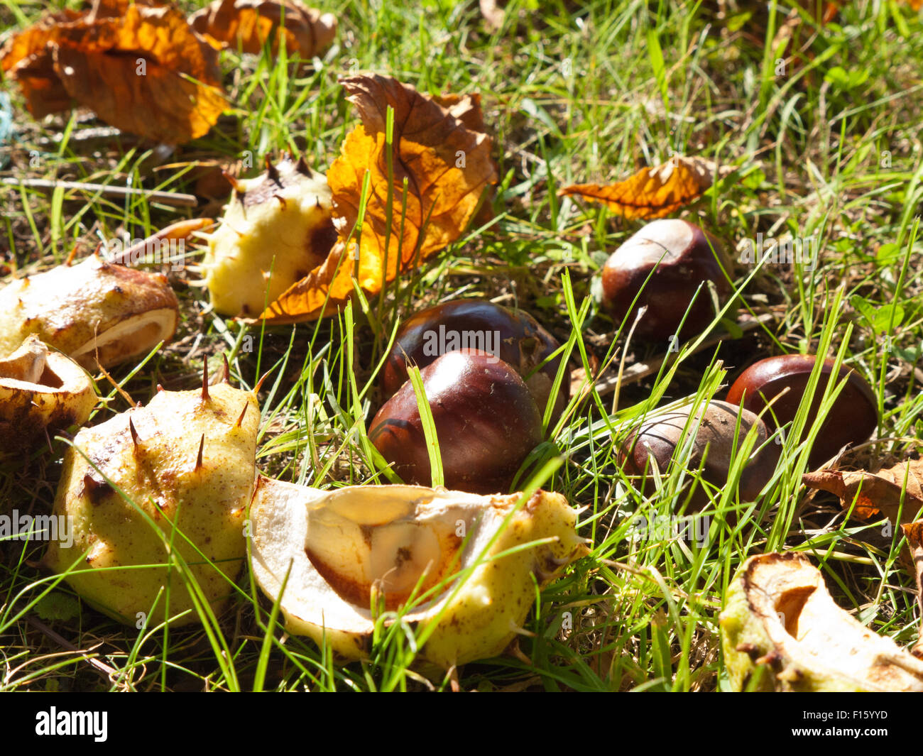 Conker shells hi-res stock photography and images - Alamy